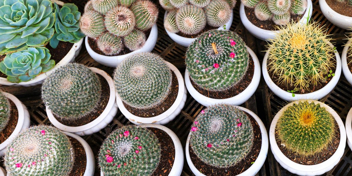Mini Succulent Varieties